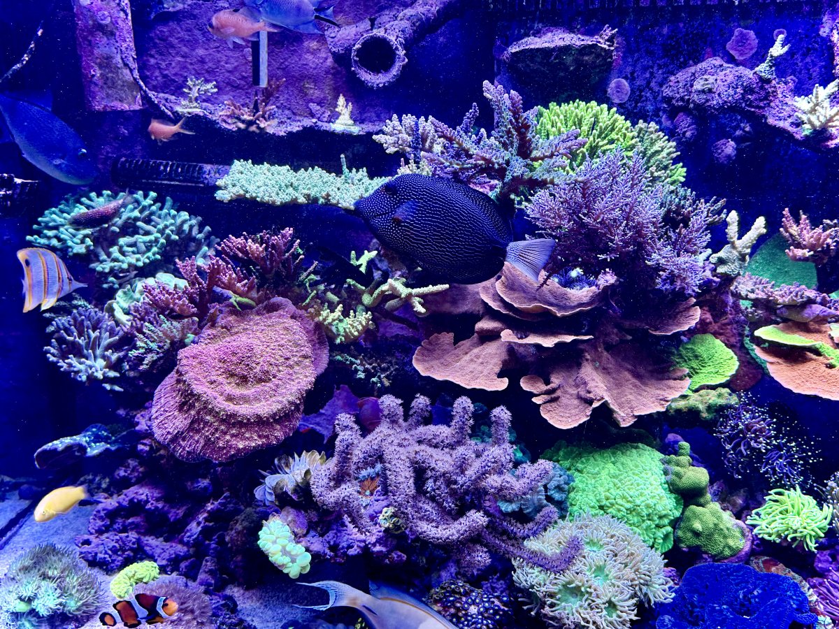 Let's see your reef tank's progression. | Reef2Reef