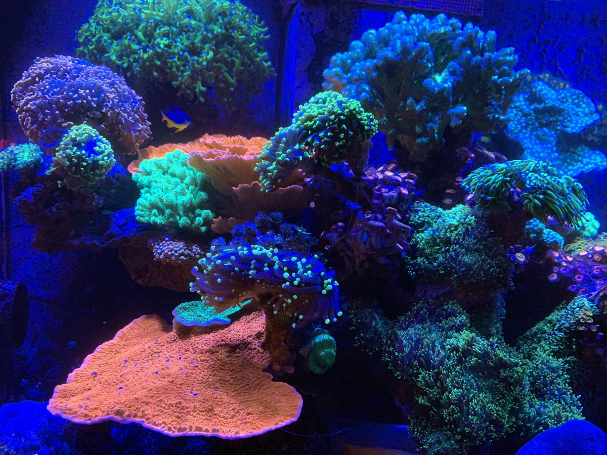 Build Thread - GTGs 90G reef build | Reef2Reef