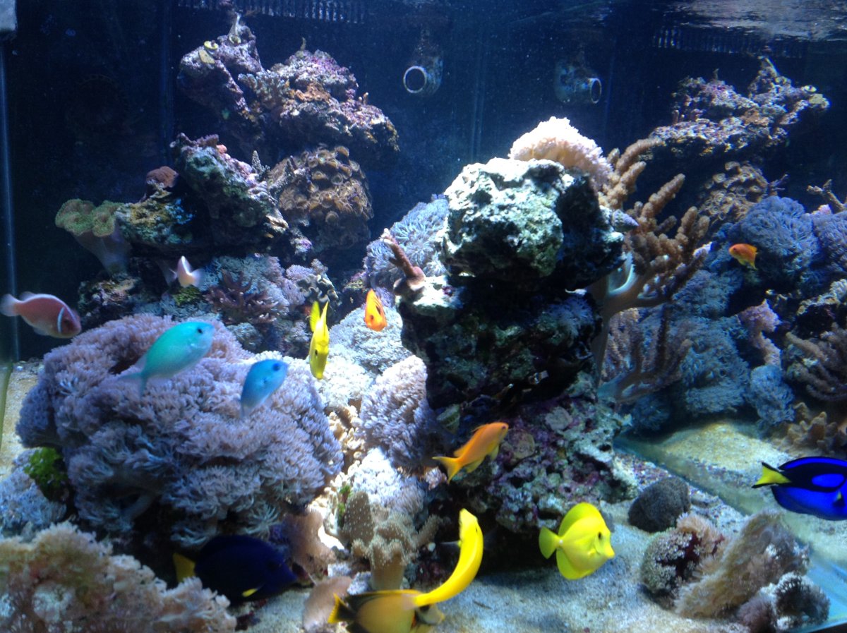 Need Help: Fighting what I believe are Dinos | Reef2Reef