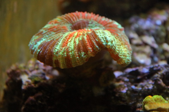 Latin names of corals | Reef2Reef