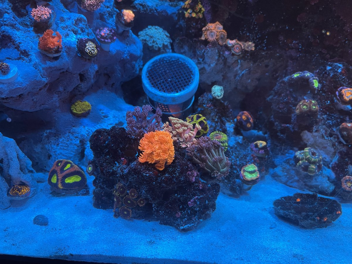 Build Thread - My 75gal coral addiction tank | Page 60 | Reef2Reef