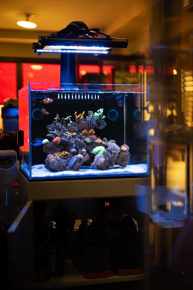 Looking for advice on radion lights | Reef2Reef