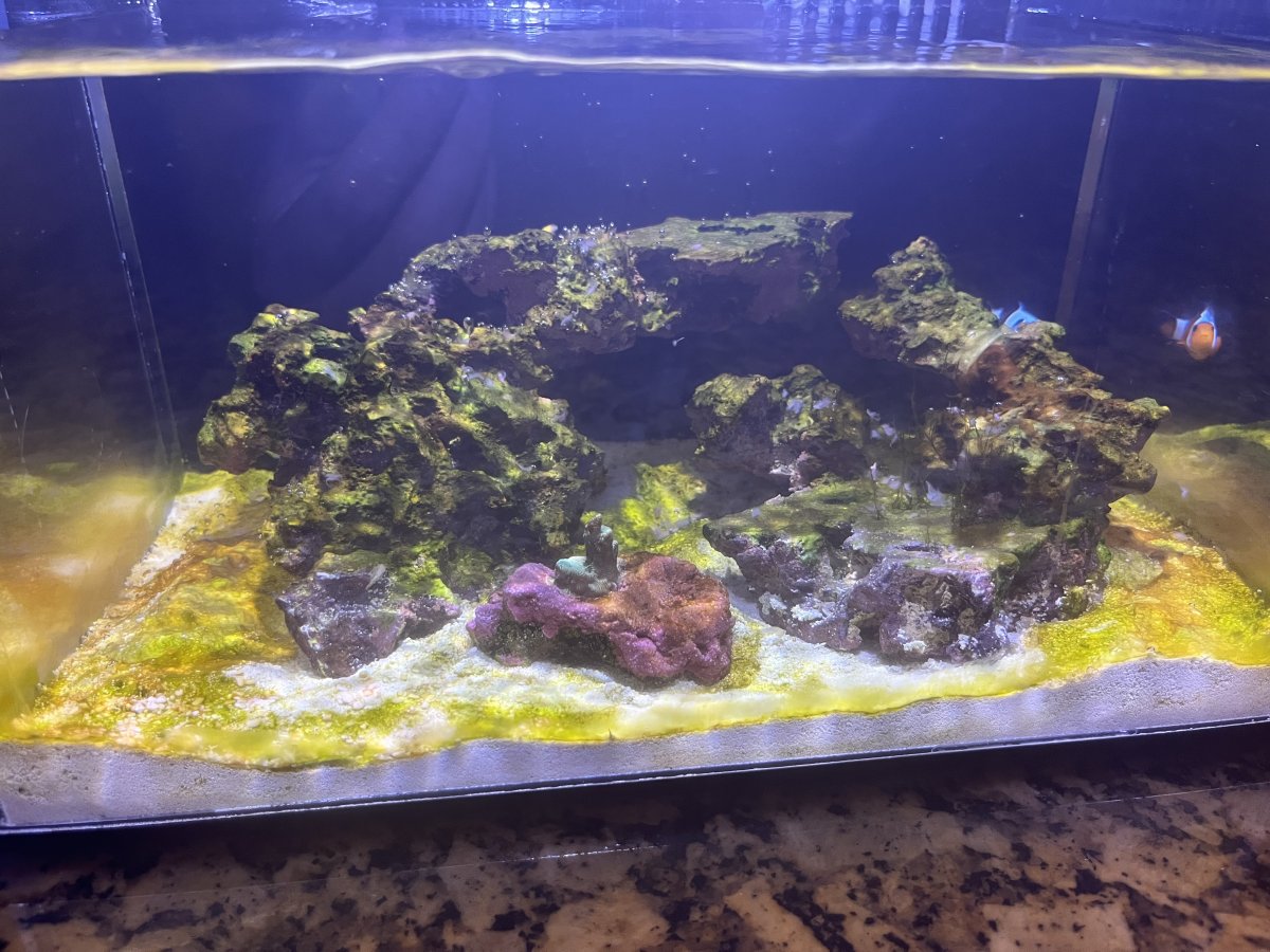 Algae Bloom HELP | Reef2Reef