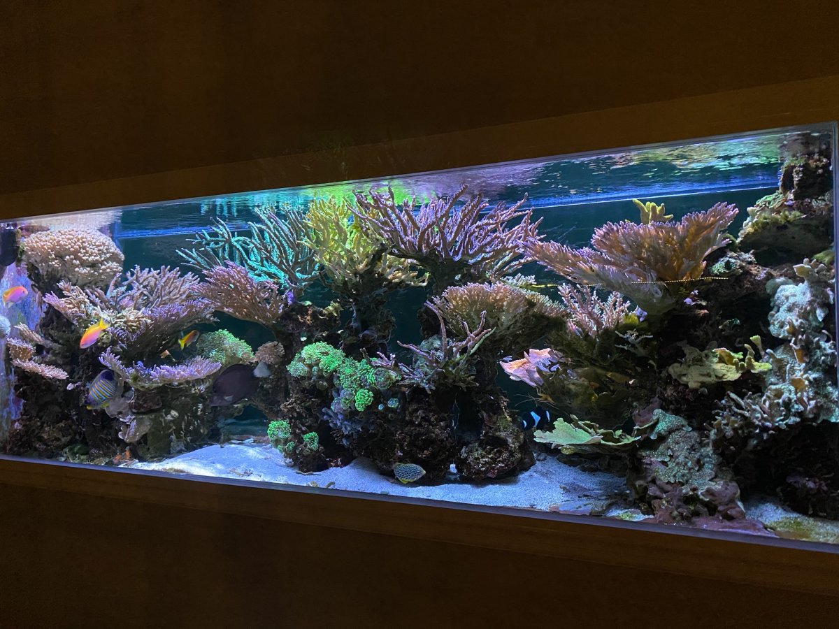 Show me your polluted tanks: High Po4 High No3 | Page 7 | Reef2Reef