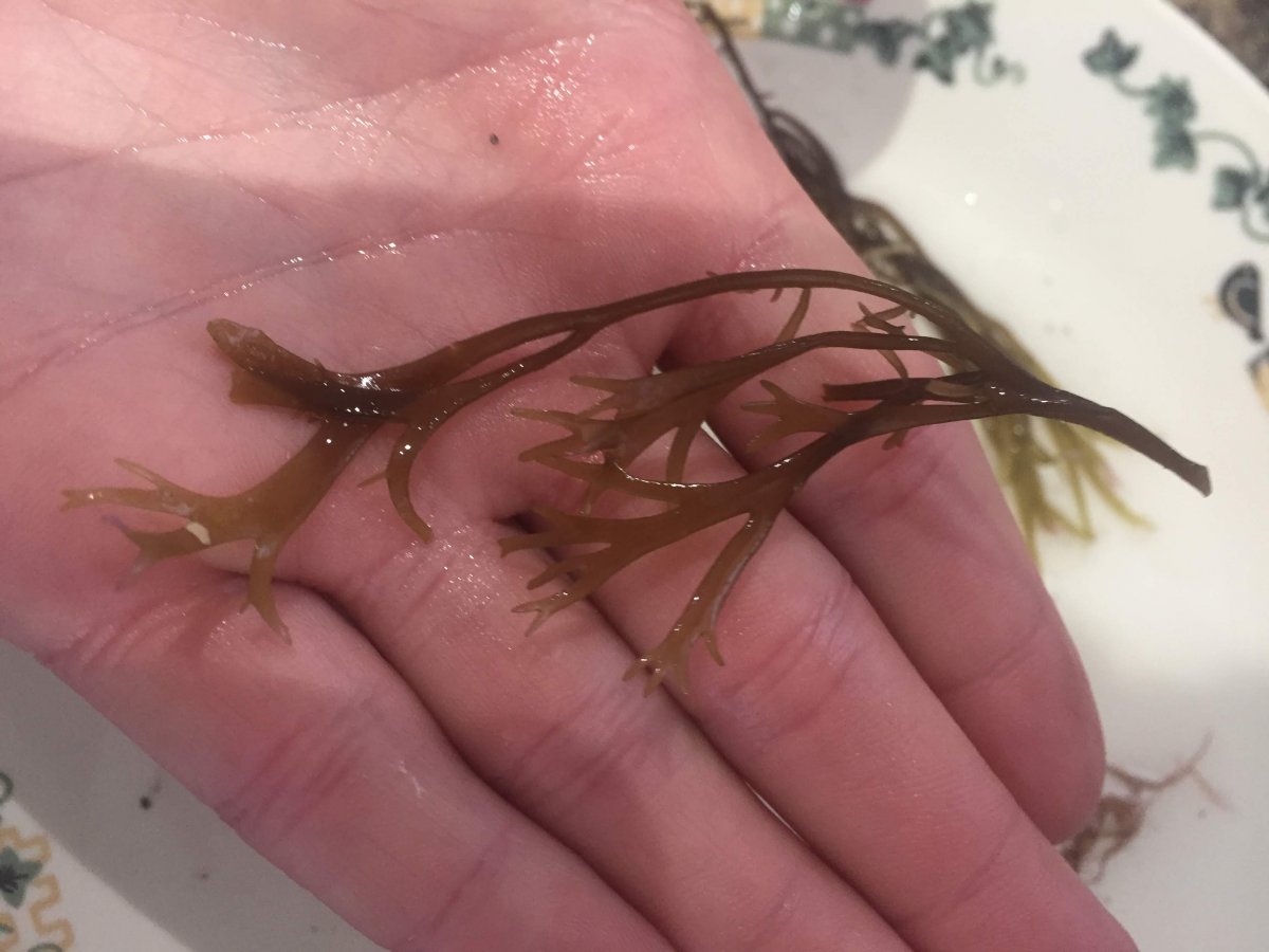 Macroalgae id from ocean in reef tank? | Reef2Reef
