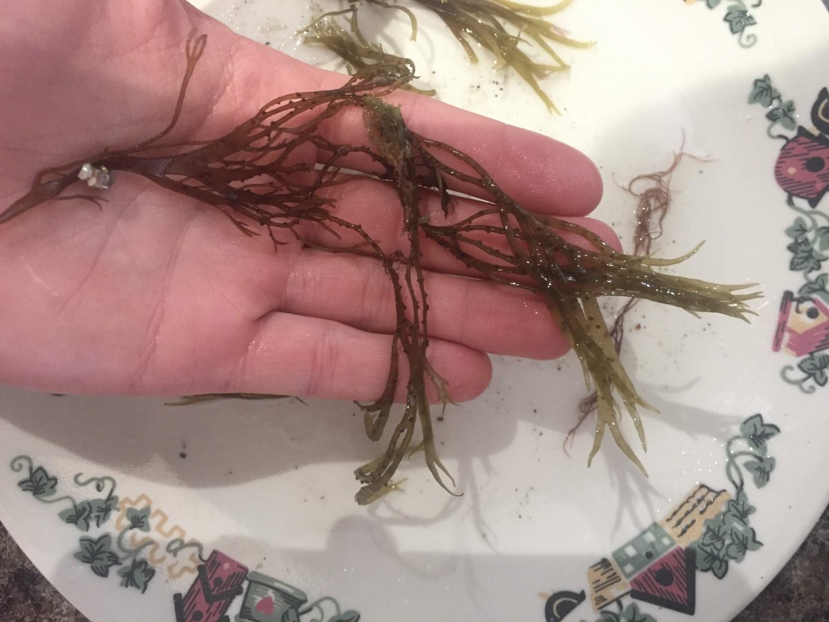 Macroalgae id from ocean in reef tank? | Reef2Reef