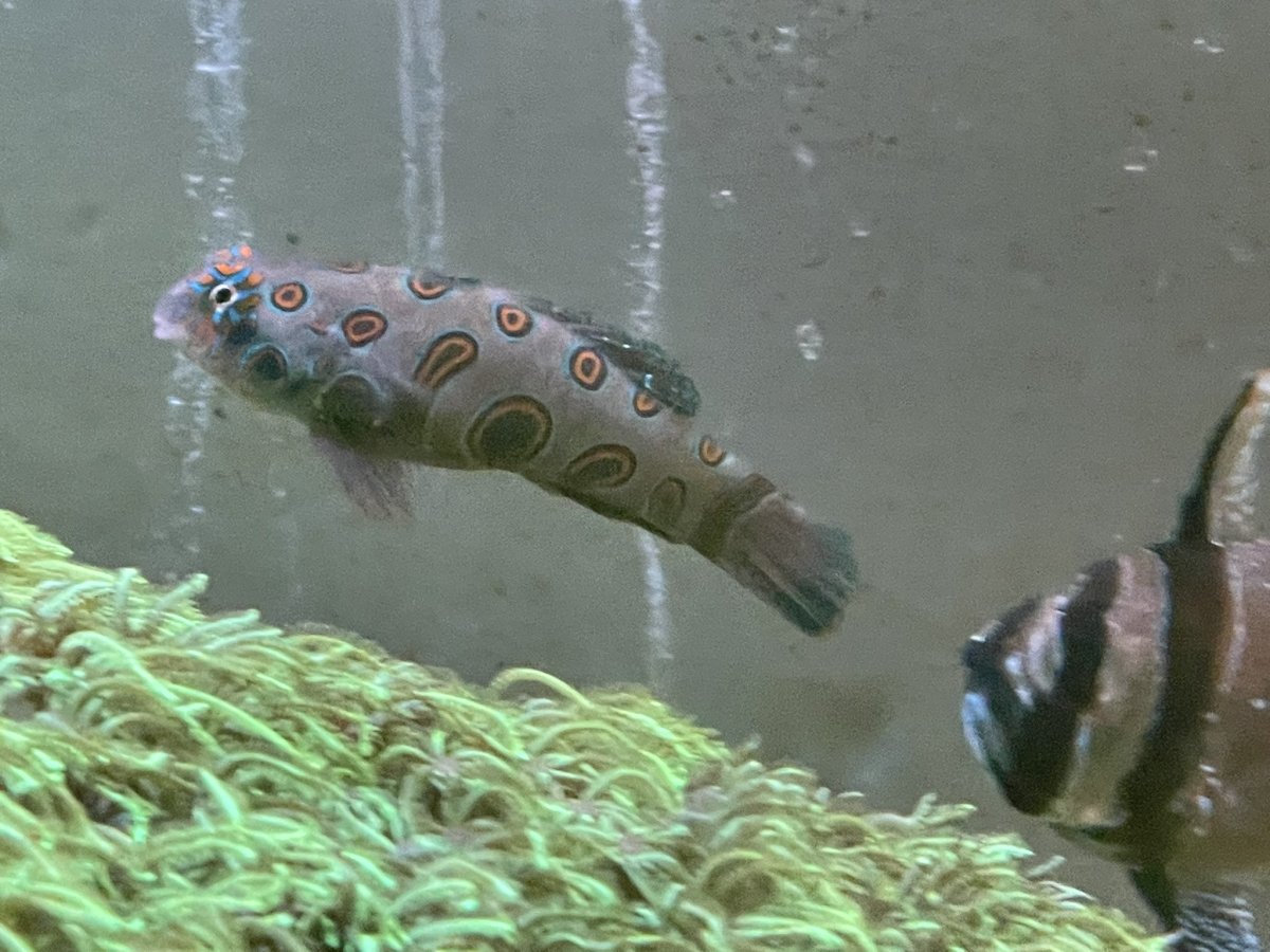 What is the toughest fish? | Page 3 | Reef2Reef