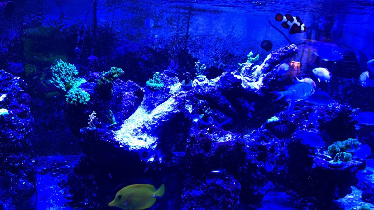 How to get rid of this encrusting coral!! | Reef2Reef