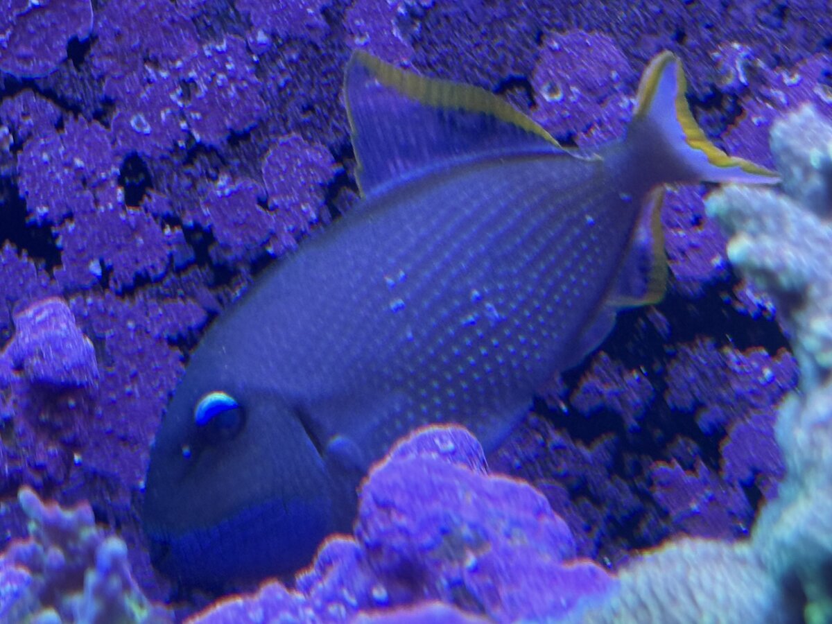 Bumps on blue throat? | Reef2Reef