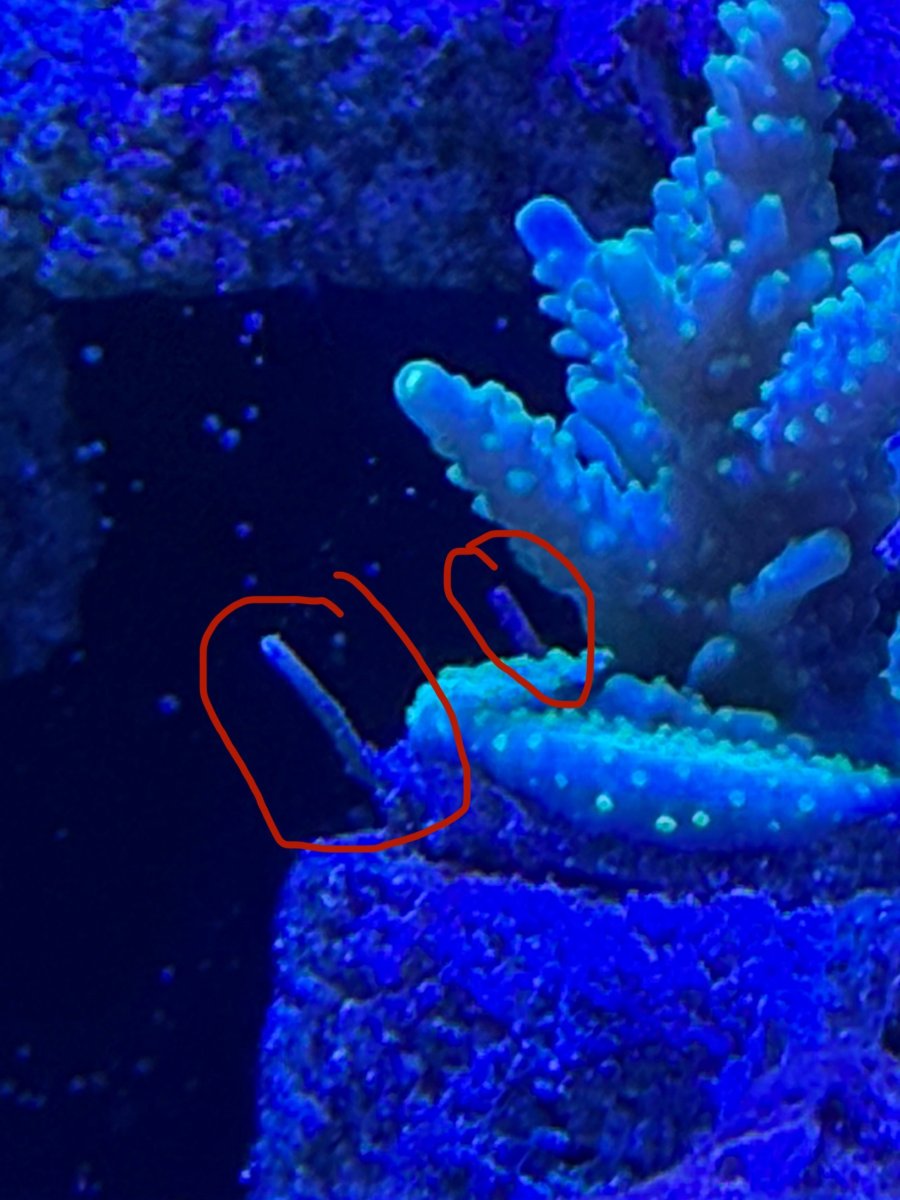 Worms I think? | Reef2Reef
