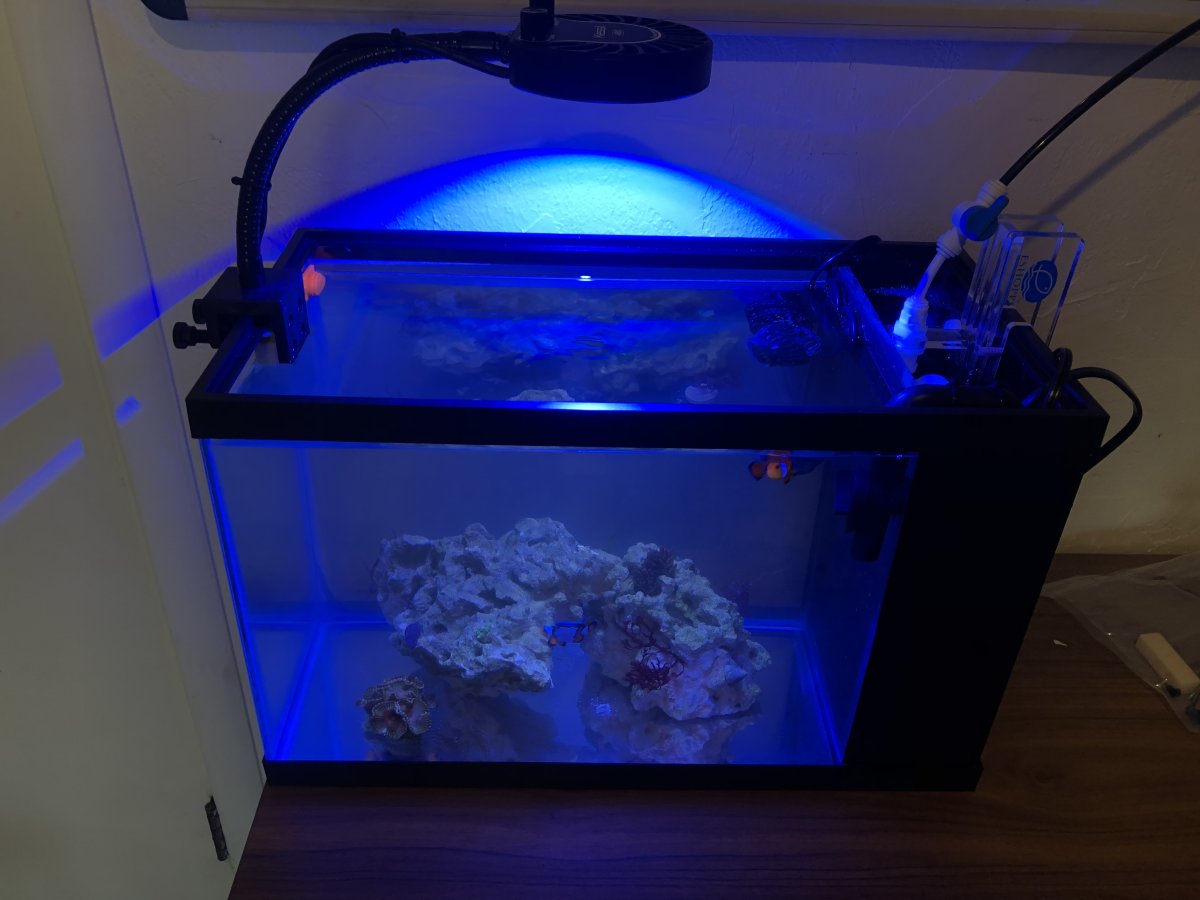 Nano Build - MoshJosh's Mid-Reef Crisis. from 40 gallons to 10 gallon ...