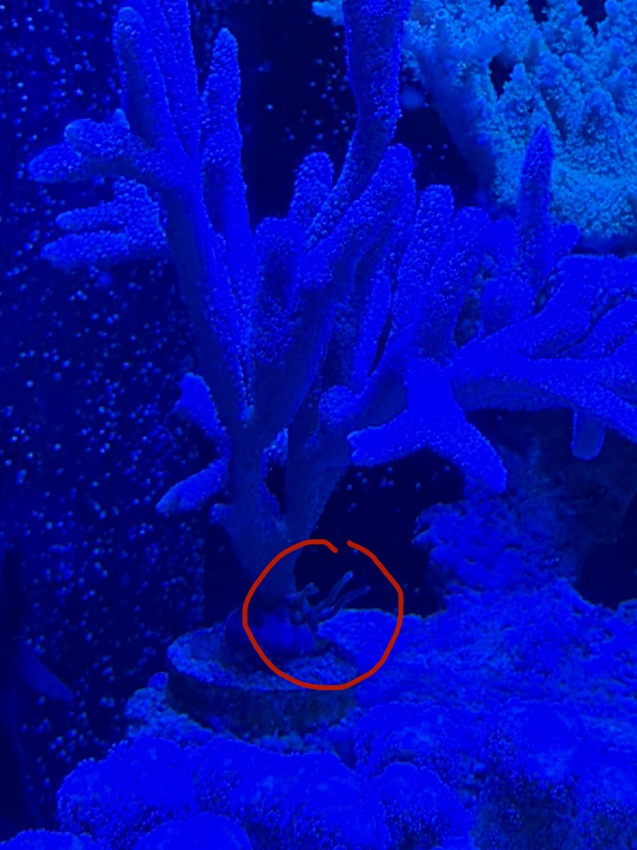 Worms I think? | Reef2Reef