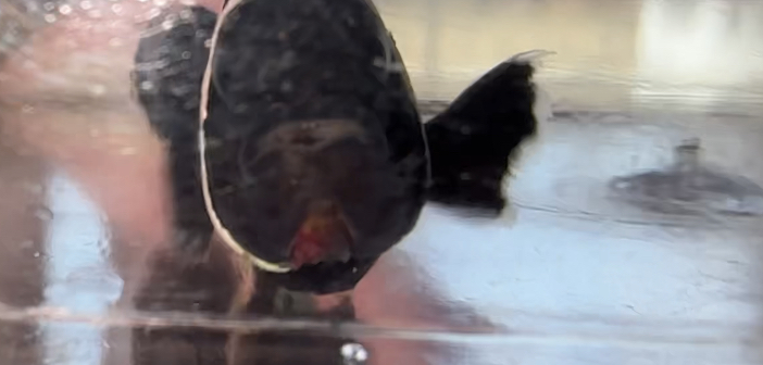 Clownfish gill wound | Reef2Reef