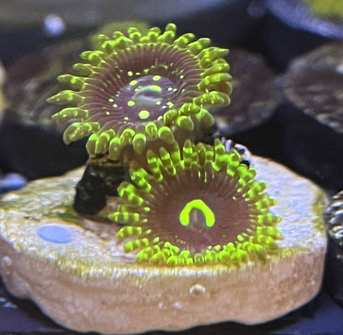 Illinois - Live Goods - High End Zoas For Sale! | Reef2Reef