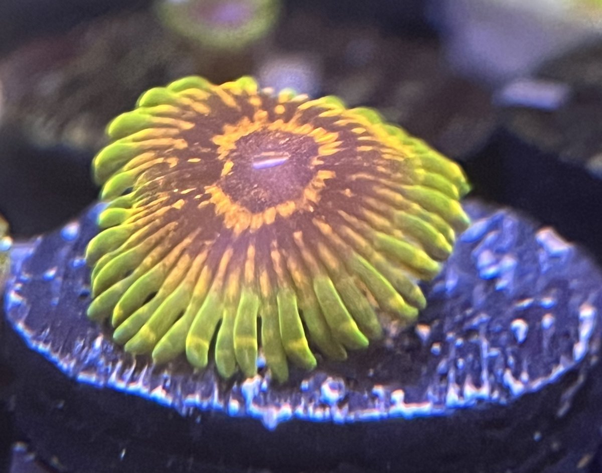 Illinois - Live Goods - High End Zoas For Sale! | Reef2Reef