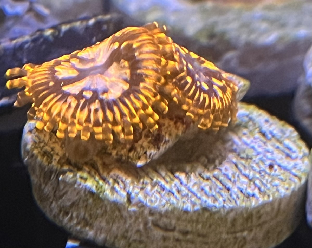 Illinois - Live Goods - High End Zoas For Sale! | Reef2Reef