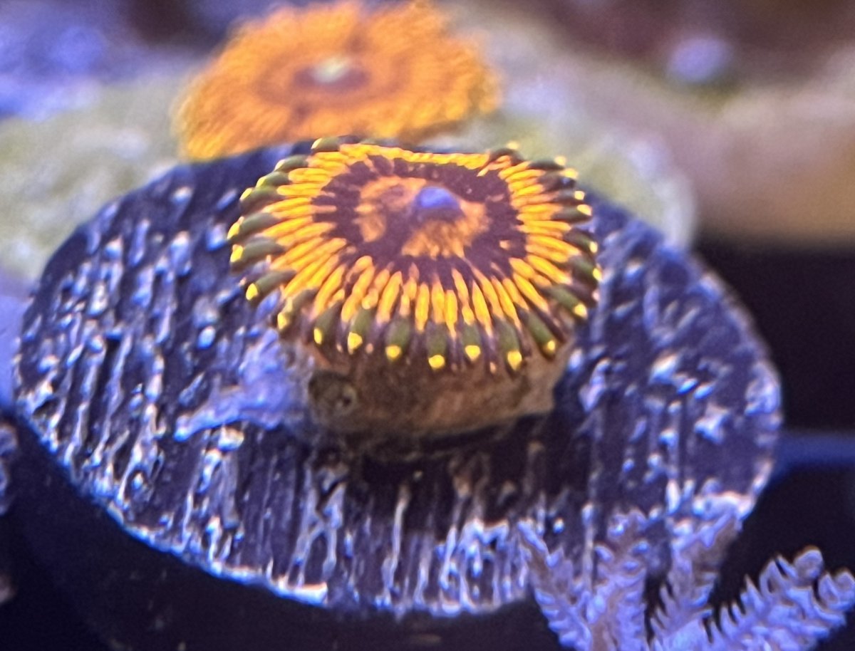 Illinois - Live Goods - High End Zoas For Sale! | Reef2Reef