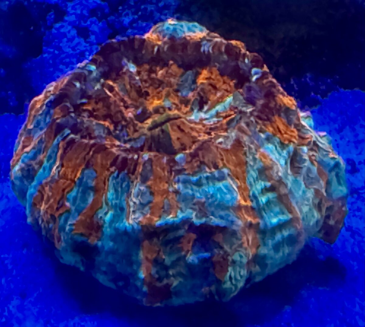 California - Live Goods - Ultra Rainbow Acantho | Reef2Reef