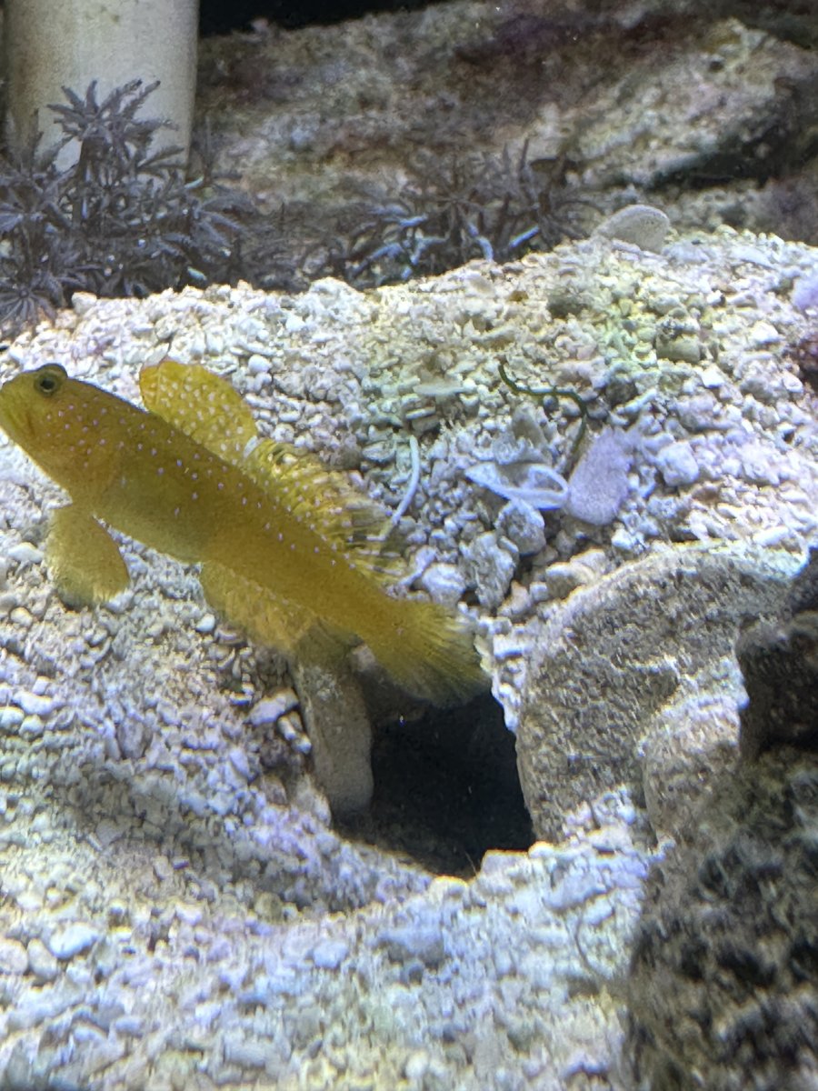 Second yellow watchman goby | Reef2Reef