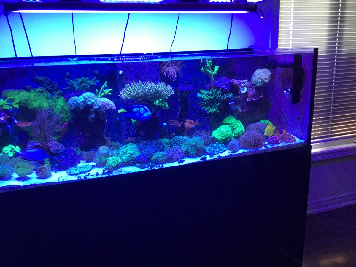 Show me your polluted tanks: High Po4 High No3 | Reef2Reef