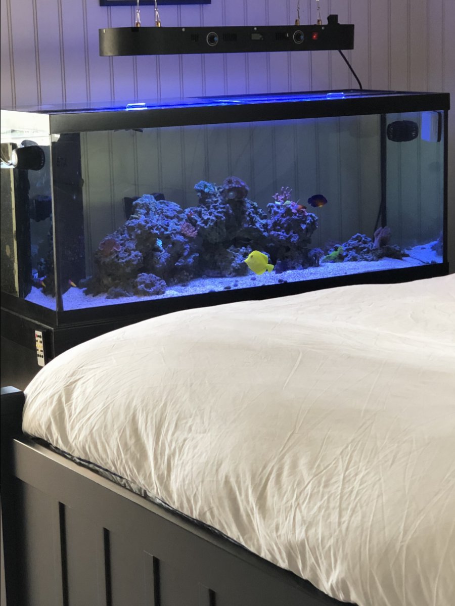 Tank Monitors? | Reef2Reef