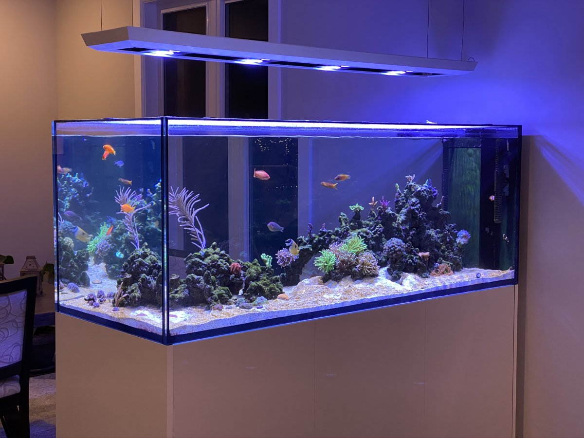 Build Thread - Mikedb's 140 Gallon Peninsula | Reef2Reef