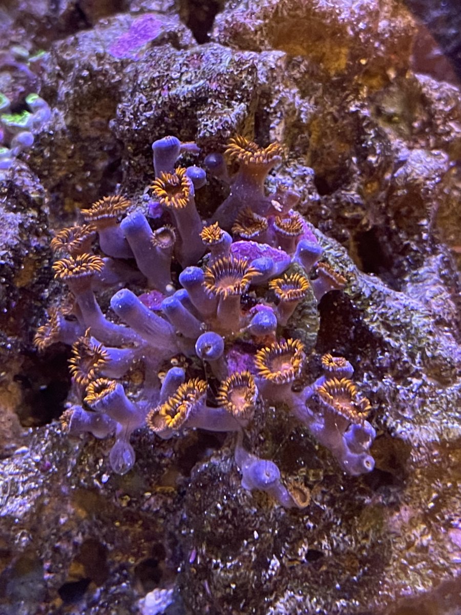 Zoa Pox? Current treatment? | Reef2Reef