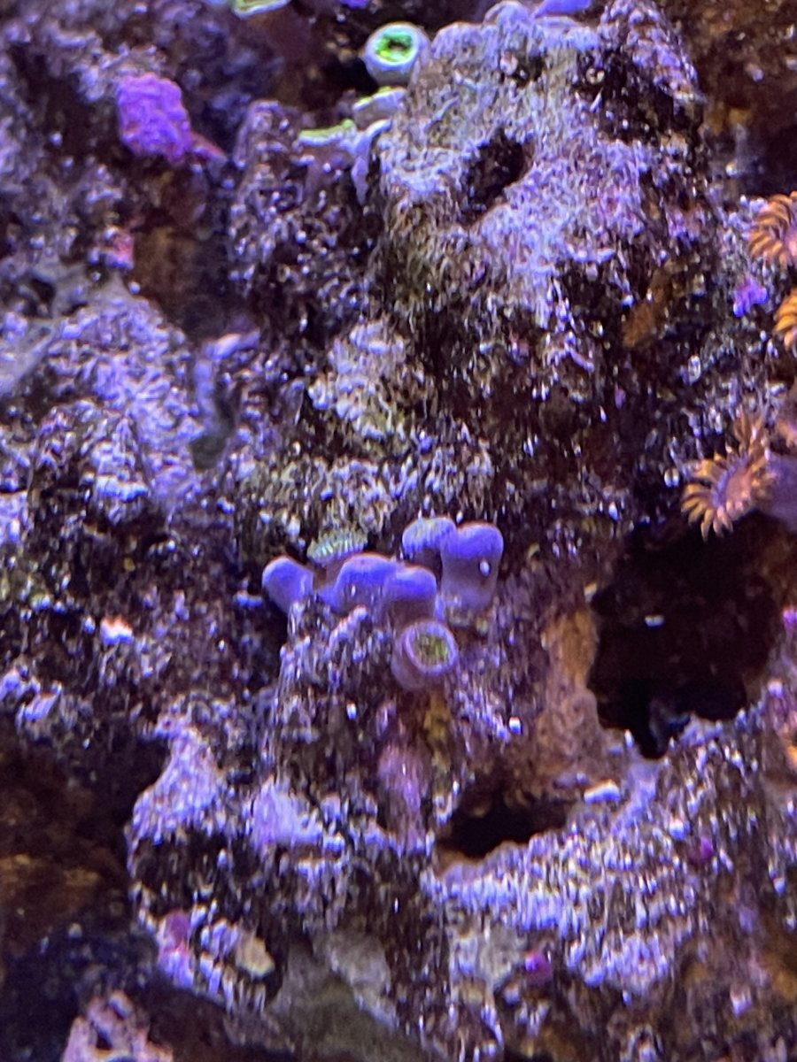 Zoa Pox? Current treatment? | Reef2Reef