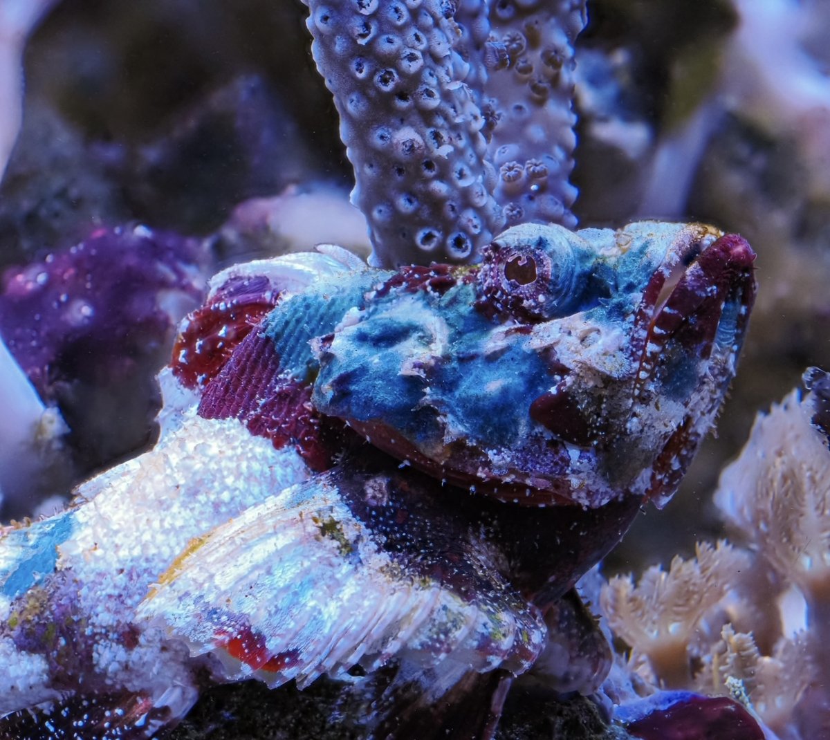 VFC (Venomous Fish Club) | Page 6 | Reef2Reef