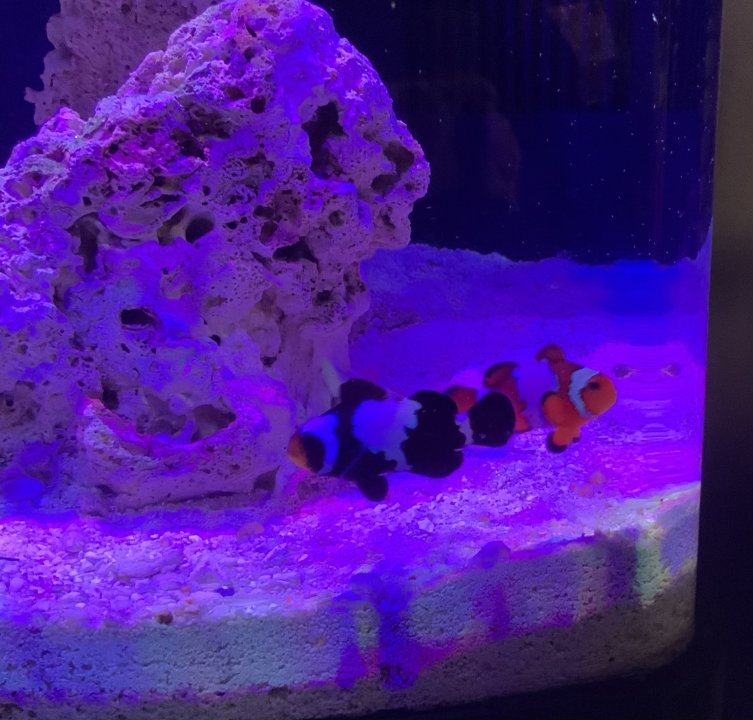Picasso's and SnowFlakes clownfish club... | Page 47 | Reef2Reef