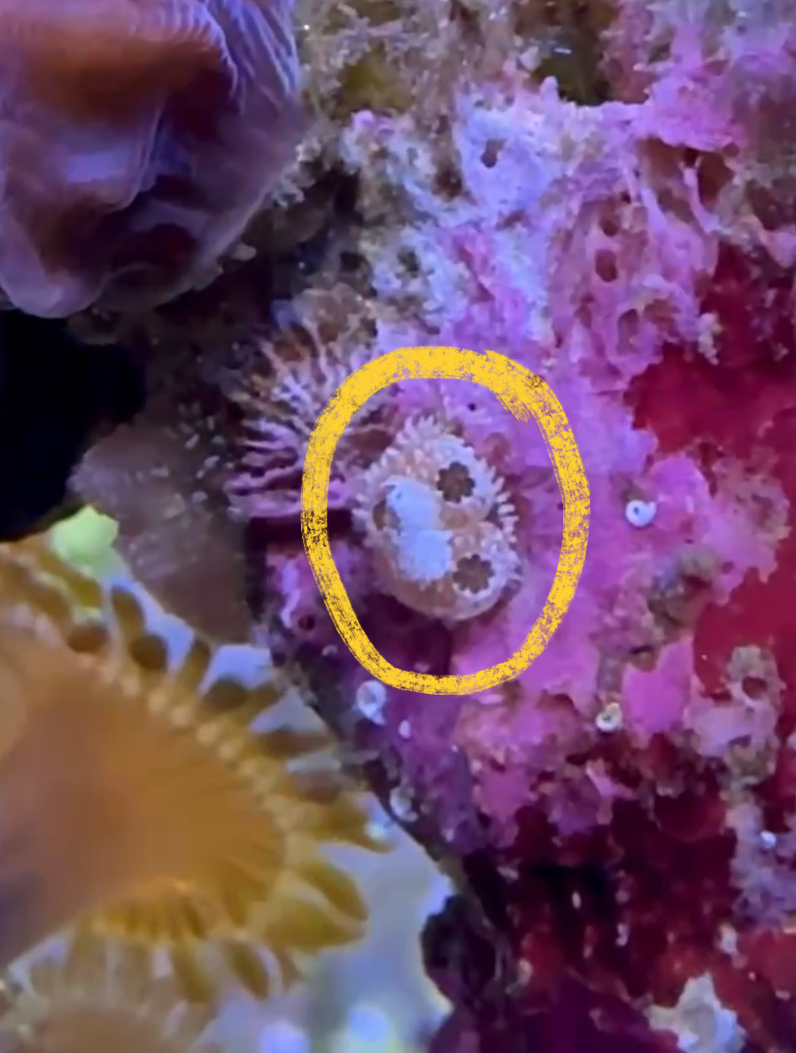 What is this? | Reef2Reef