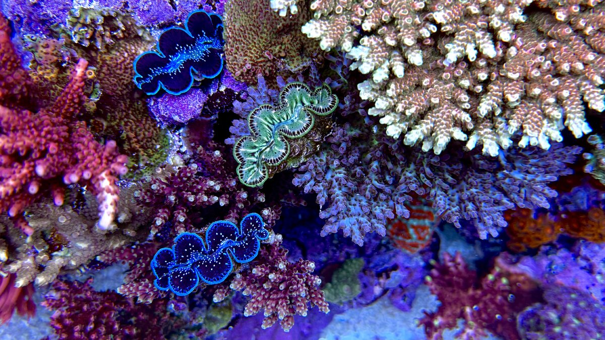 Large Build - My SPS & Clam Tank | Reef2Reef