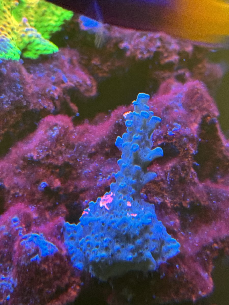 No polyp extension: a thread | Page 2 | Reef2Reef