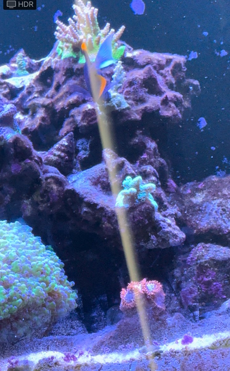 No polyp extension: a thread | Page 2 | Reef2Reef