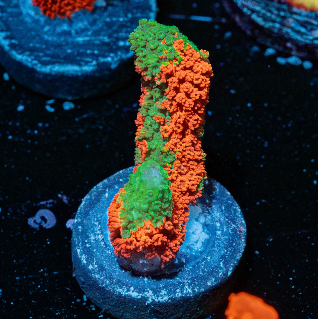 RIPTIDE AQUACULTURE| Tiki Madness|LIVE SALE |Up to 90% OFF January 10th ...