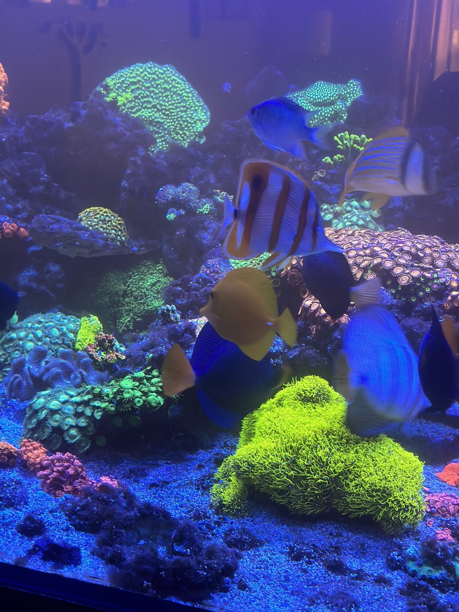 My 350 gallon reef, playing with camera | Reef2Reef