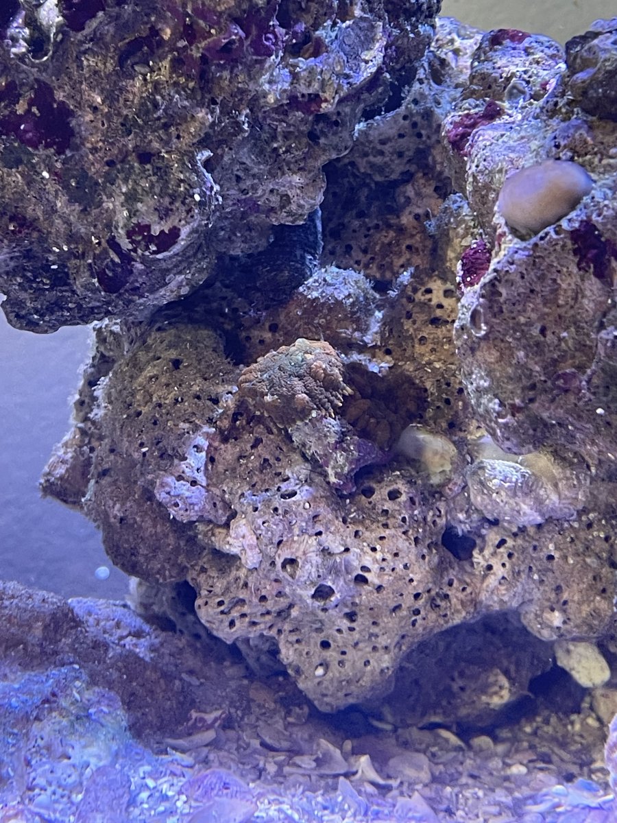Build Thread - Low Tech 75 Gallon Mix Reef/Sponge Farm | Reef2Reef