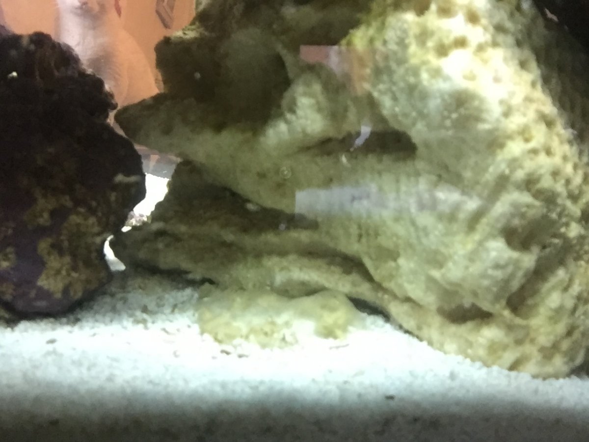 Mysterious White Blob Reef2reef