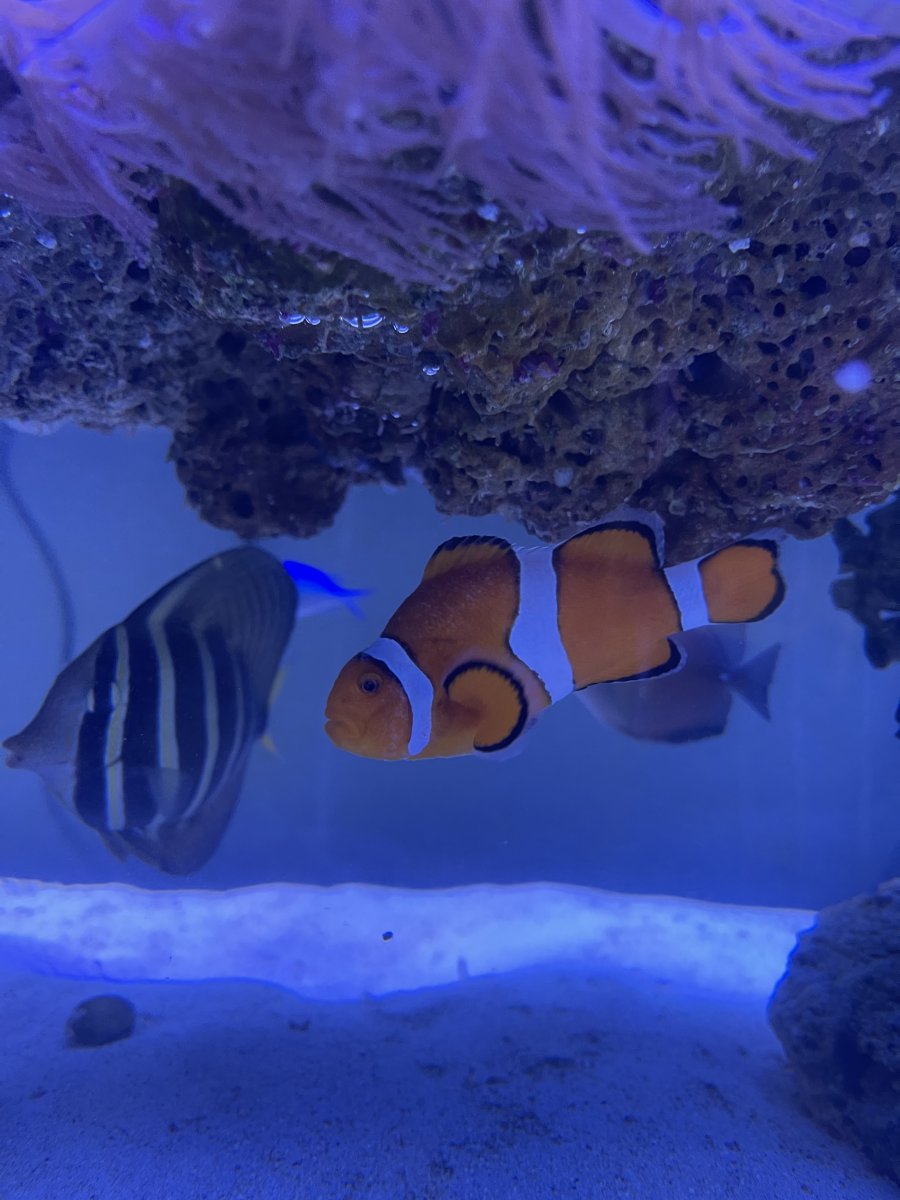Woke up today to a dead Atlantic blue tang…. | Reef2Reef