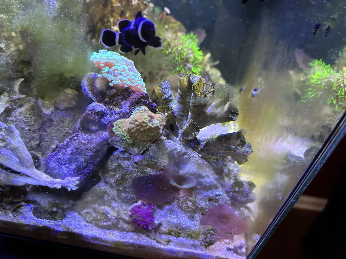 Clownfish gill wound | Reef2Reef