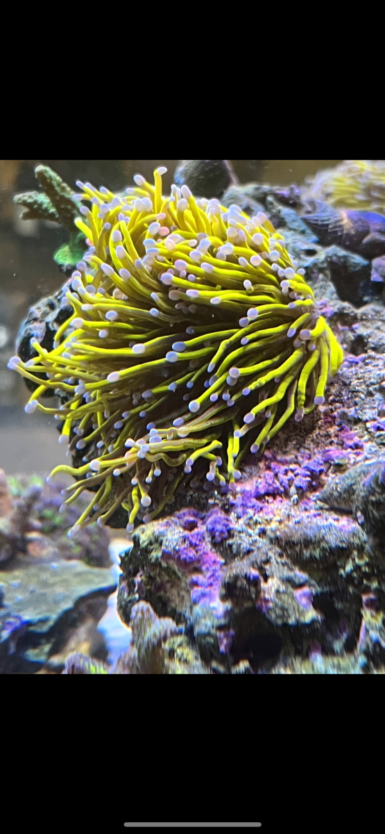 Lets see your Torch and Goni Gardens! | Page 3 | Reef2Reef