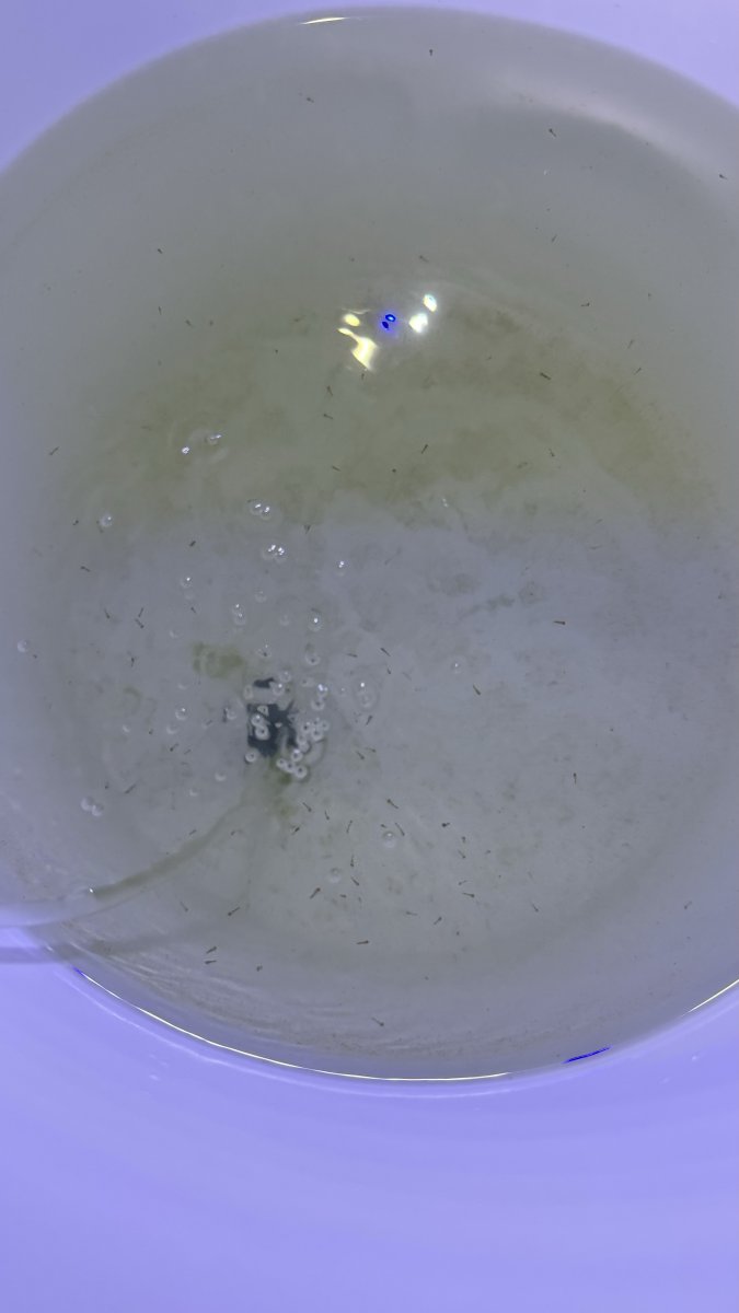 Clownfish Breeding Success | Reef2Reef