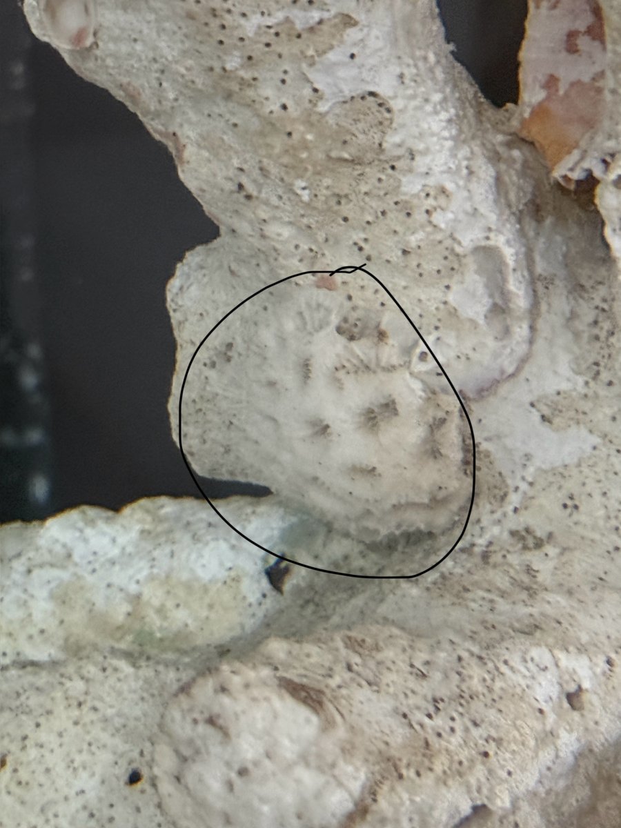 New Tank - White Fuzzy Thing On Rock? | Reef2Reef