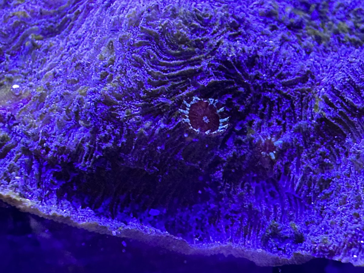Polyp ID | Reef2Reef