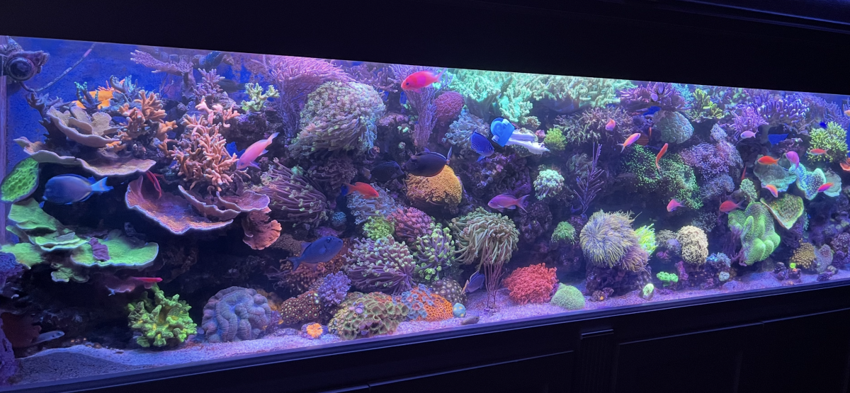 2025 Full Tank Shots (FTS) photos! Show off your reef here! | Page 8 ...
