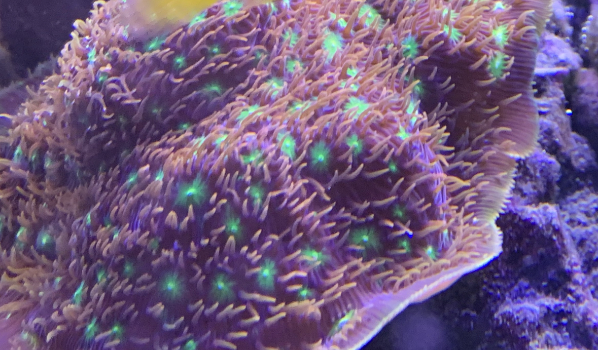 Polyp ID | Reef2Reef