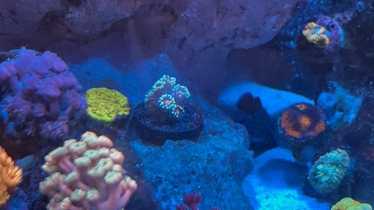 Living Reef Orlando | Reef2Reef