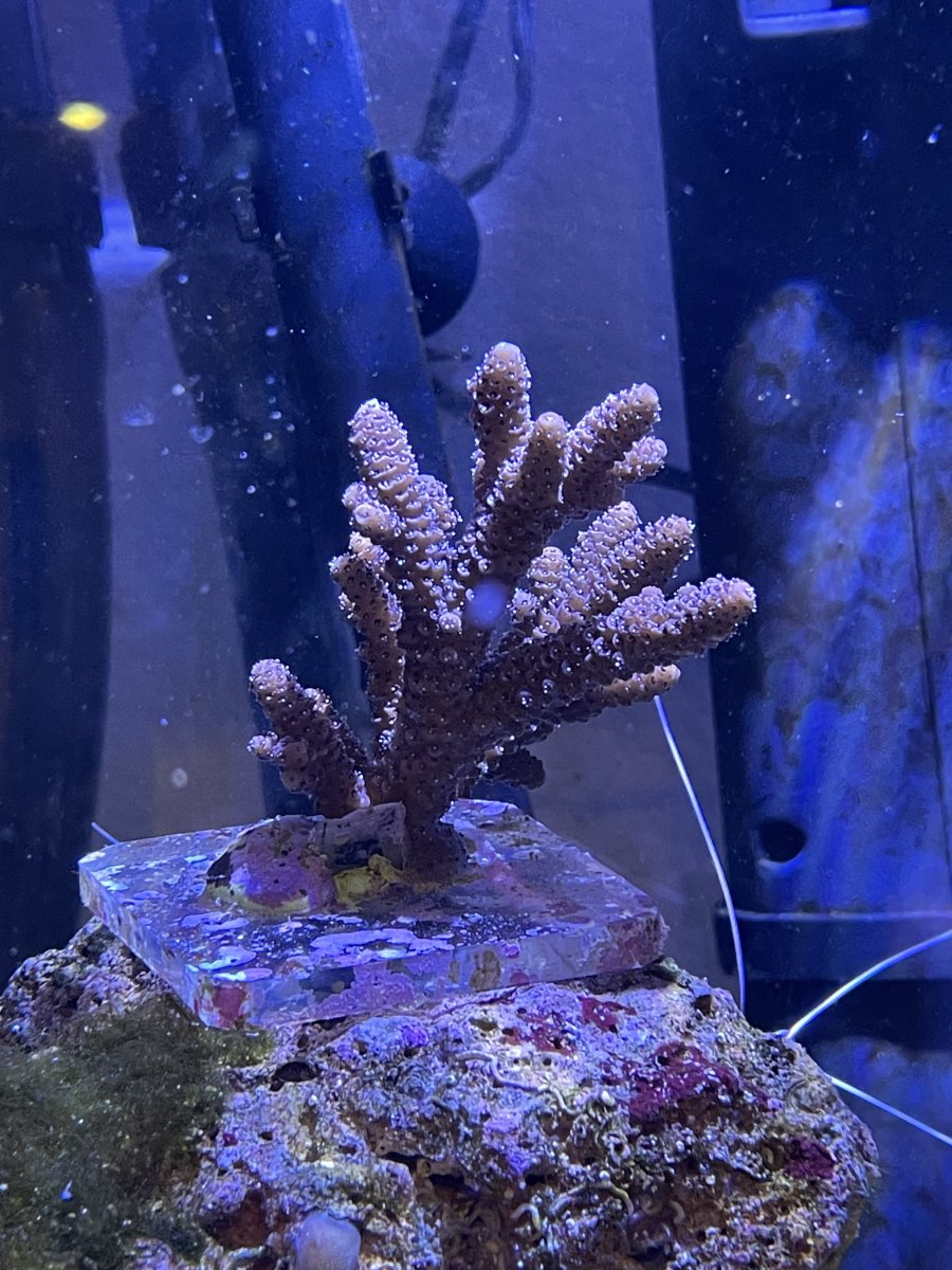 Build Thread - Low Tech 75 Gallon Mix Reef/Sponge Farm | Reef2Reef