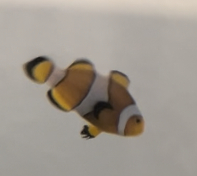 Clownfish Fin Damage | Reef2Reef