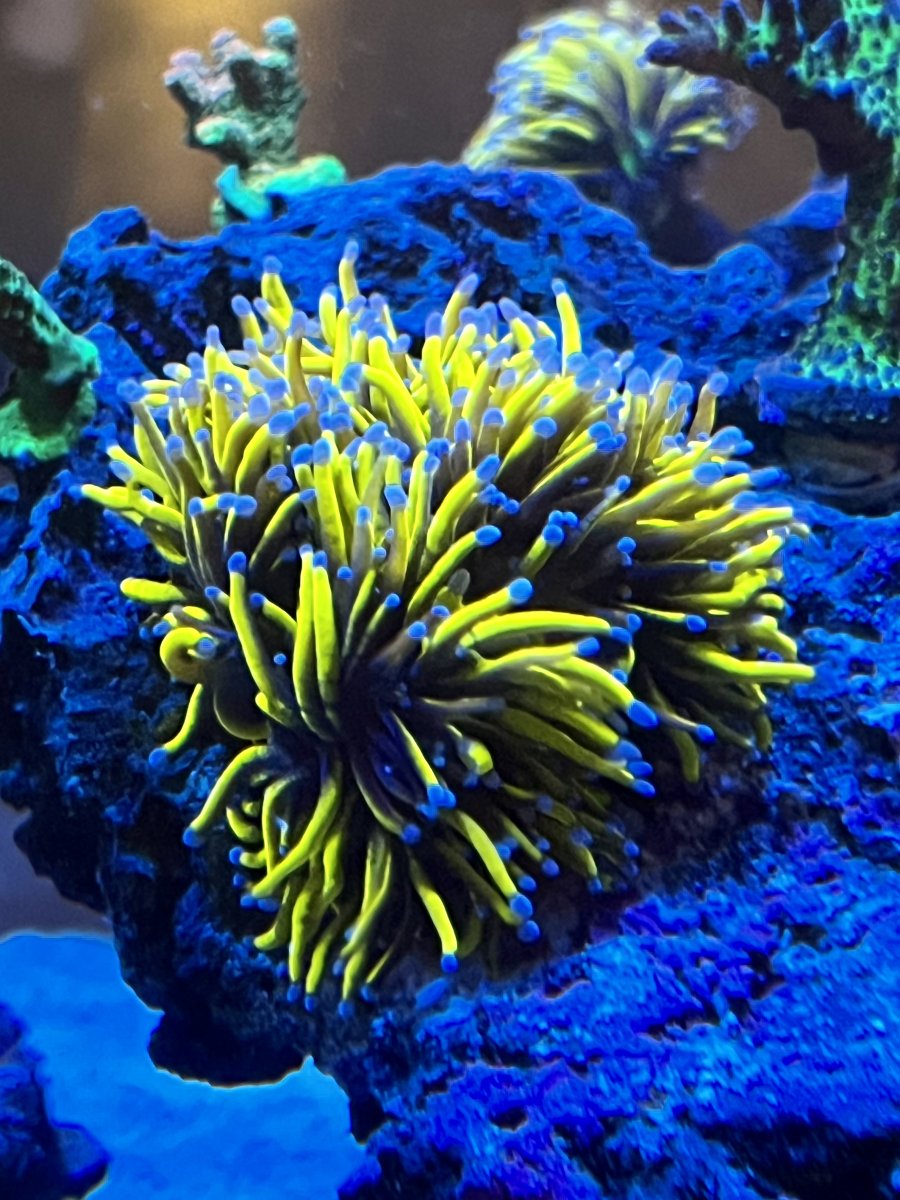 Lets see your Torch and Goni Gardens! | Page 3 | Reef2Reef